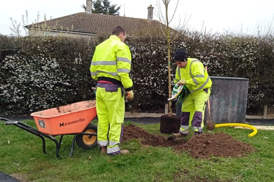 Council tree strategies show new planting approaches | HortWeek