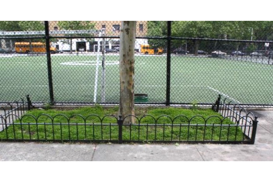 Protect tree pits to boost rainwater infiltration, say US researchers ...