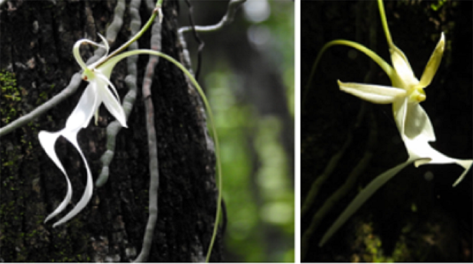 Florida Ghost Orchid flowers in UK for first time ever | HortWeek