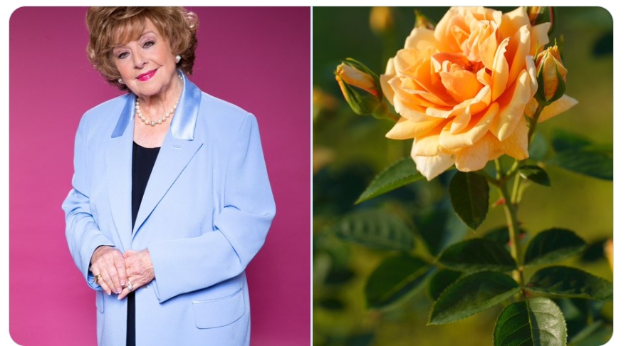 Blue Diamond Garden Centres/Fryer’s Roses launch Coronation Street rose ...