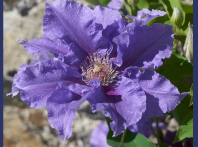 Guernsey Clematis to launch new new plants to the trade at National ...
