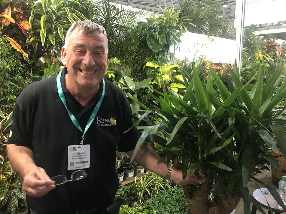 Opperman Plants helps fill UK-grown houseplant gap | HortWeek