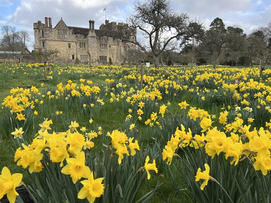 March snowfall leads to a 'stunning' daffodil display at Hever Castle ... March snowfall leads to a 'stunning' daffodil display at Hever Castle ...