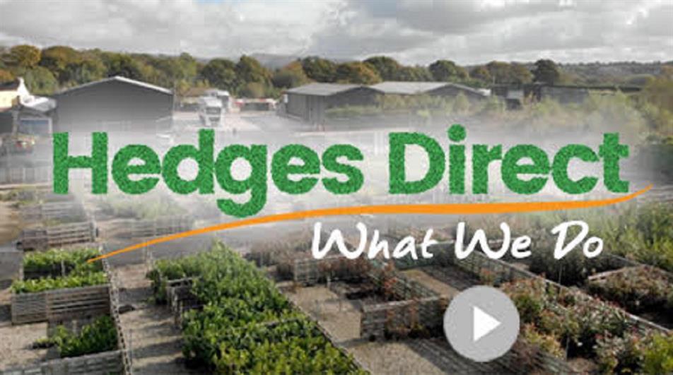 Hedges Direct looks to make buying hedges online easy | HortWeek