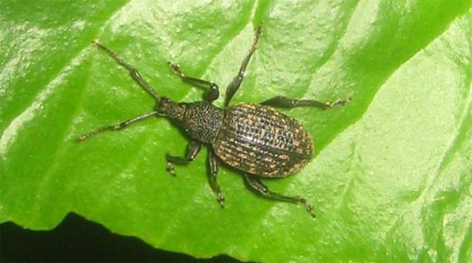 John Adlam names most complained about pests and diseases this season ...