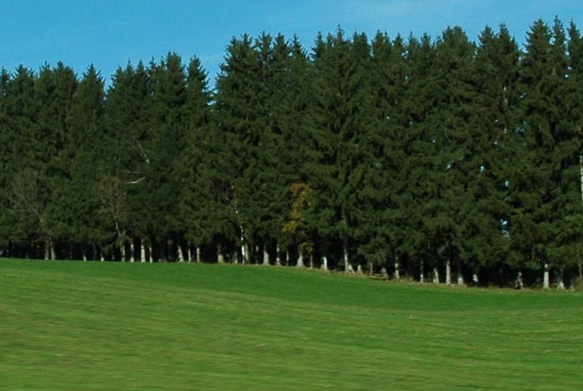 Windbreaks - Shelter can protect crops against potential damage | HortWeek