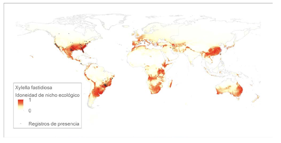 Xylella distribution map shows potential worldwide range | HortWeek